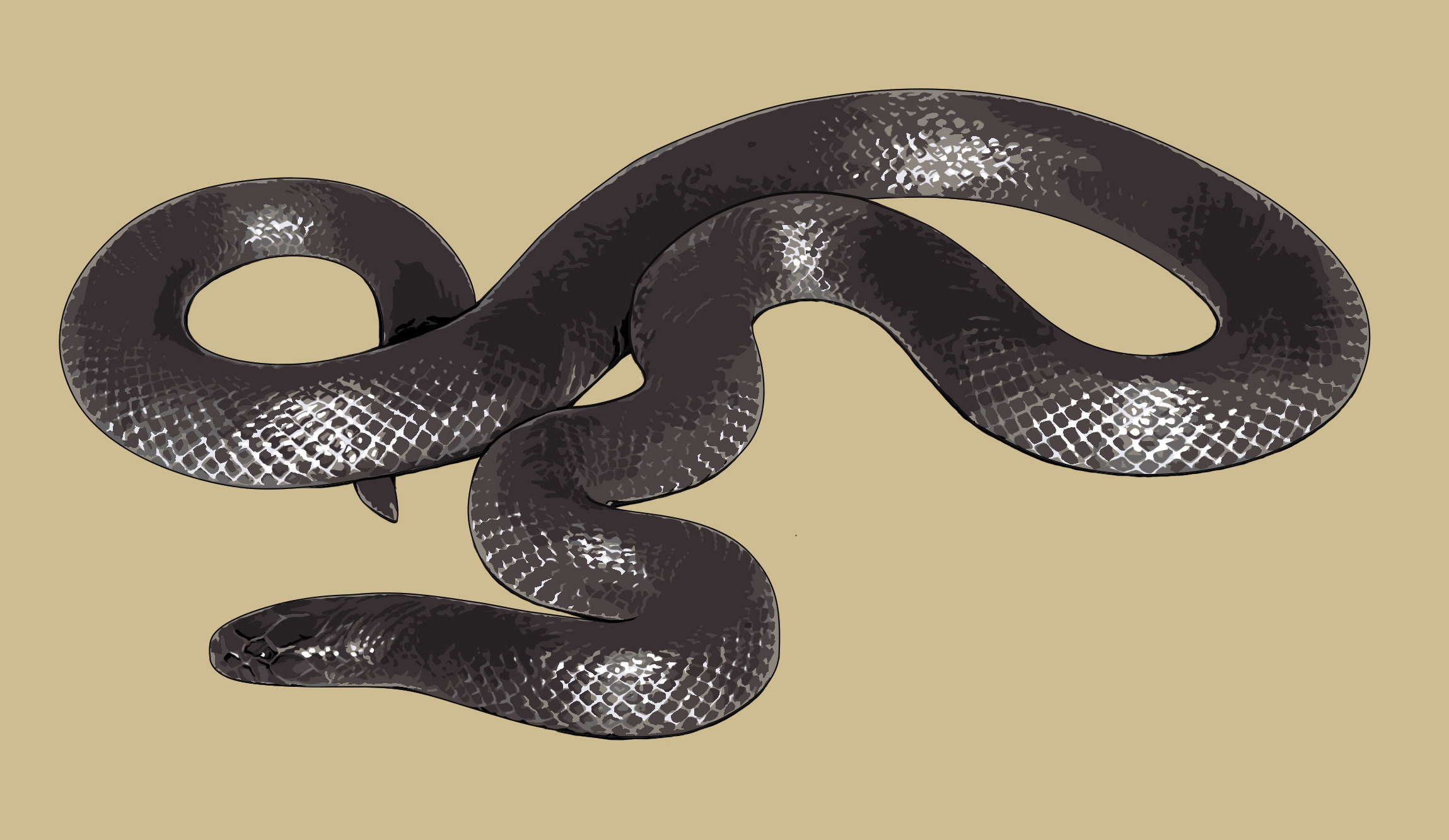 Variable Burrowing Asp - Lindsey Kernodle Artwork