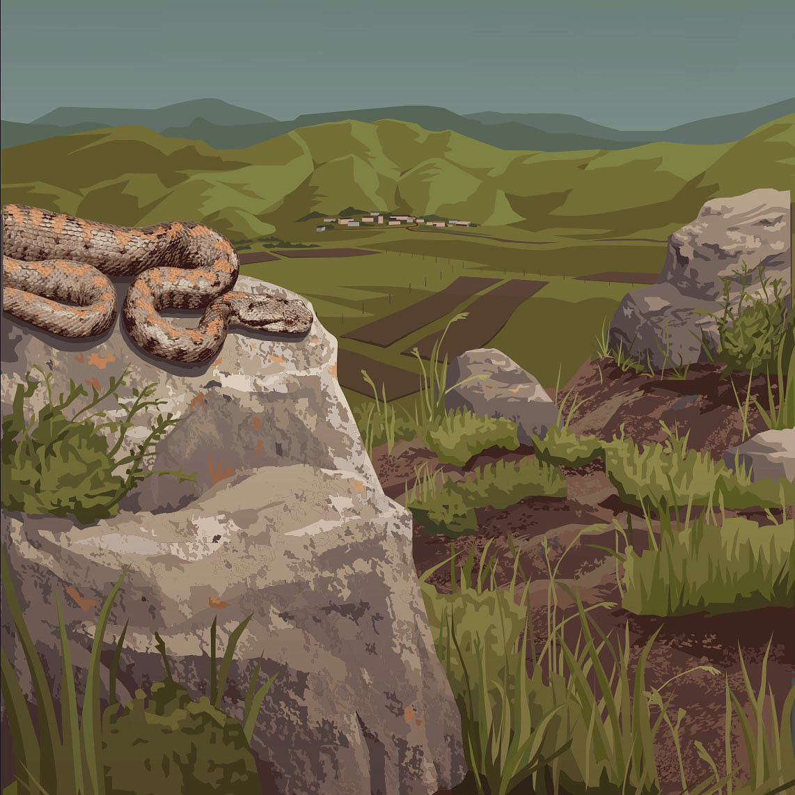 Snake Conservation Wall - Lindsey Kernodle Artwork