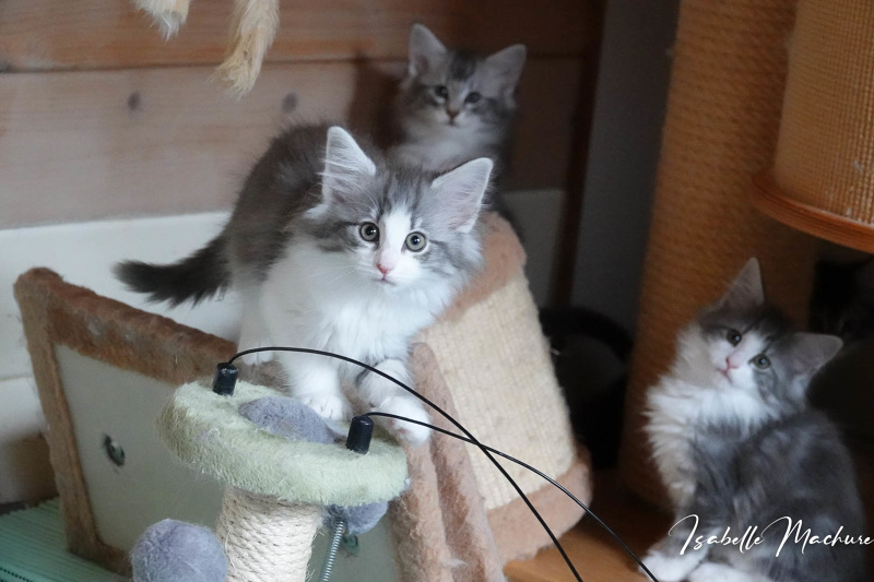 RUBY , femelle bleu blotched tabby et blanc , RESERVEE - Chatterie du ...