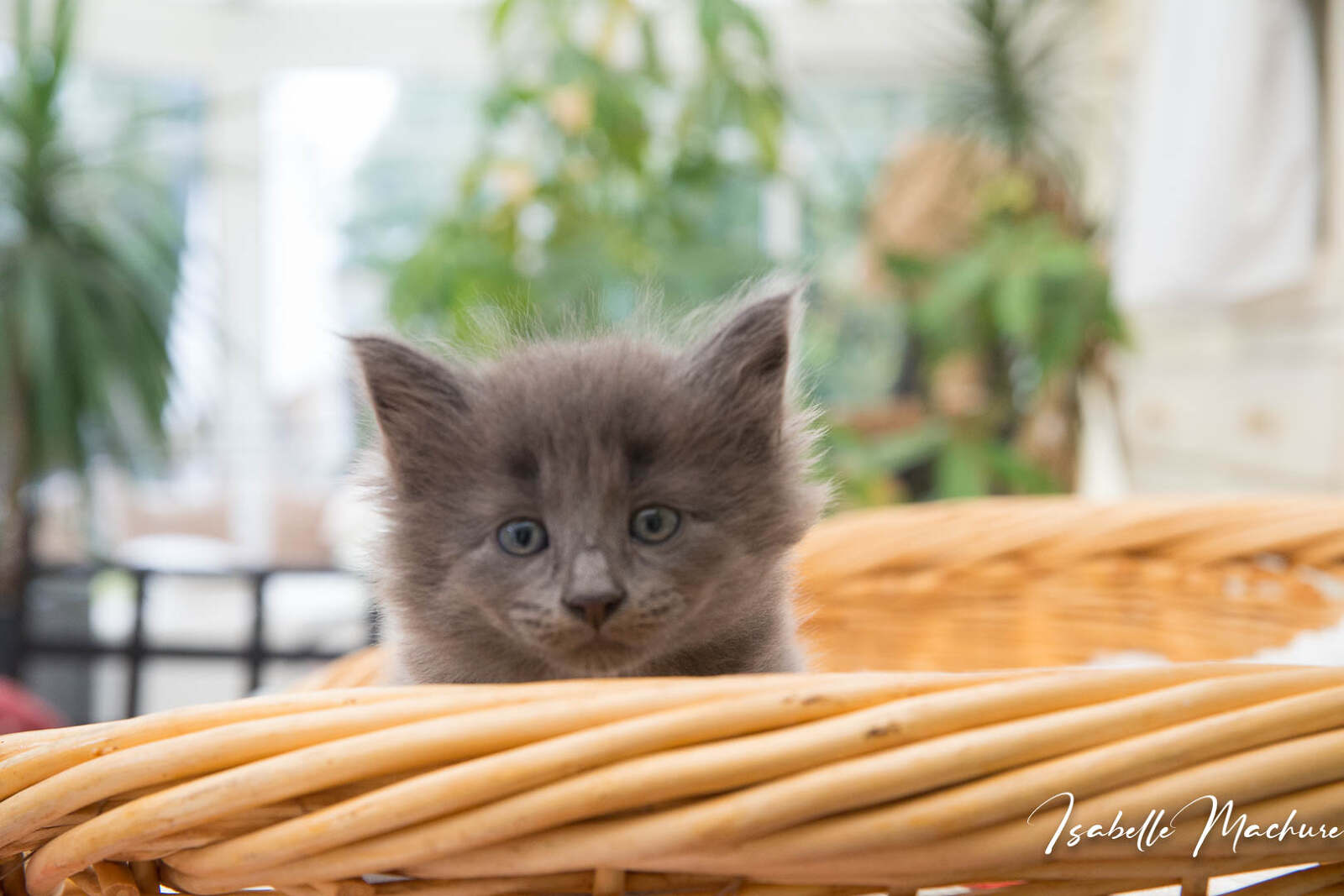 RHAPSODY , Male bleu smoke et blanc , RESERVE - Chatterie du Clos des ...