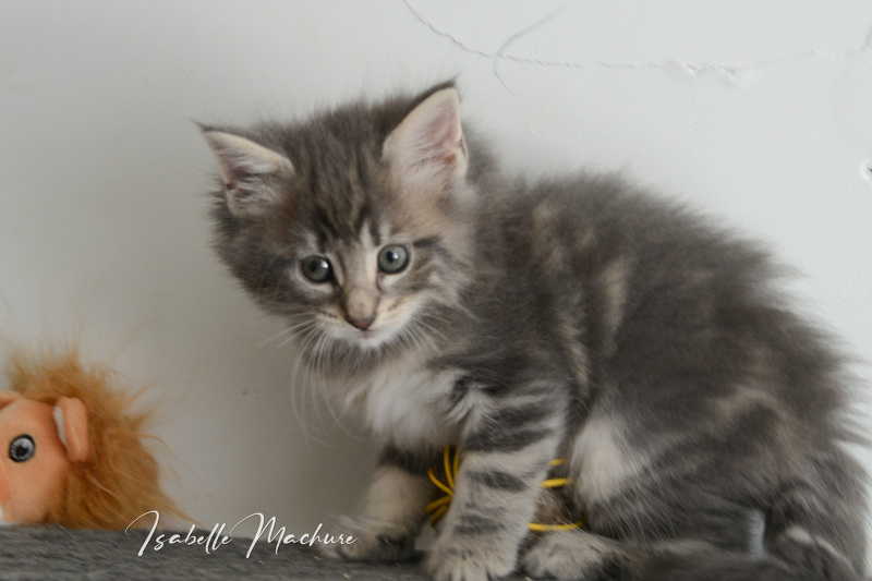TILT , Femelle Bleu silver Blotched tabby , RESERVÉE - Chatterie du ...