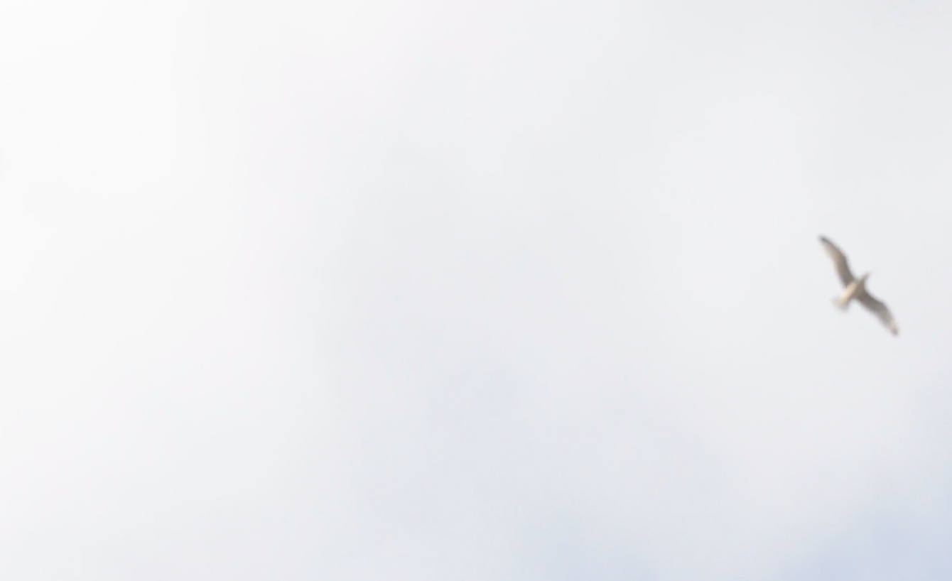 The angle that, for all its gracelessness, is so light - Hannah Dawn ...