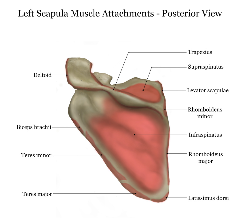 Liz Paton Medical Art