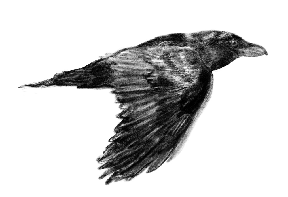 Raven - Alexander Rothman | Comics Poetry