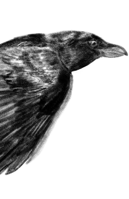 Raven - Alexander Rothman | Comics Poetry