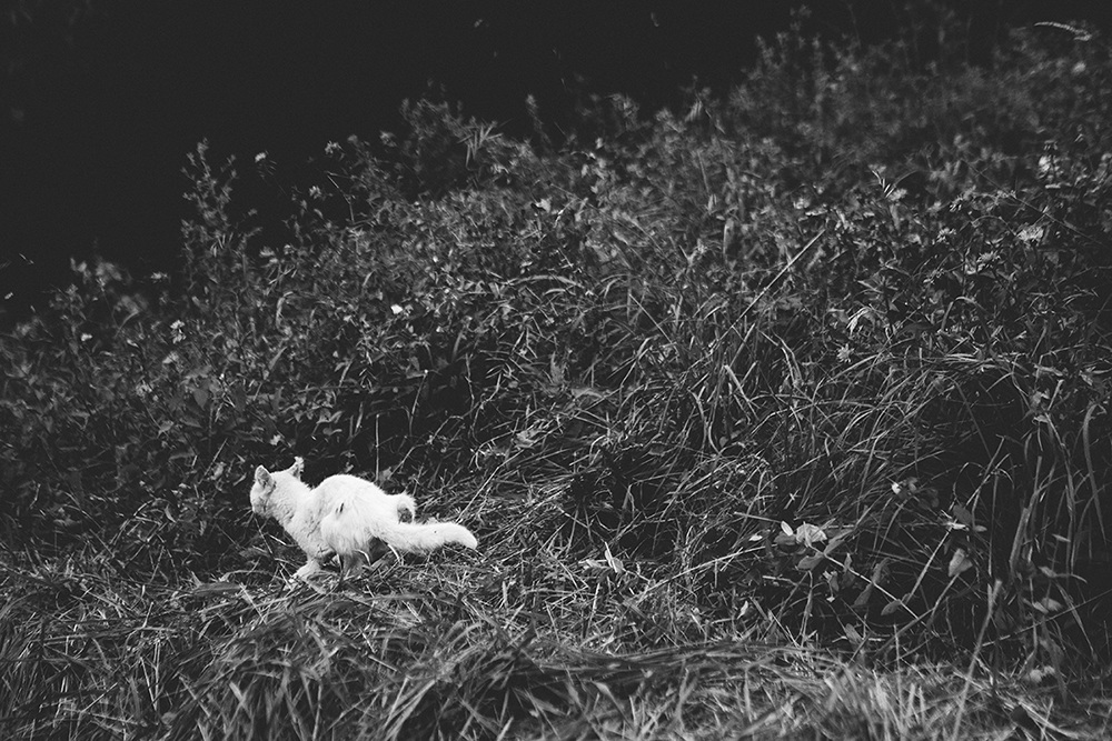 Anegar - Cristina R. Vecino