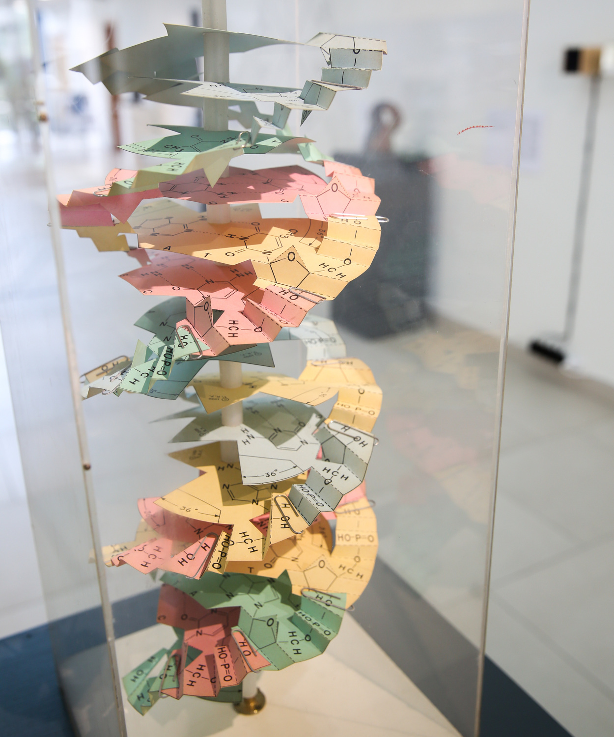 Model of the Chemical Structure of DNA, 1959 - Holly Williams