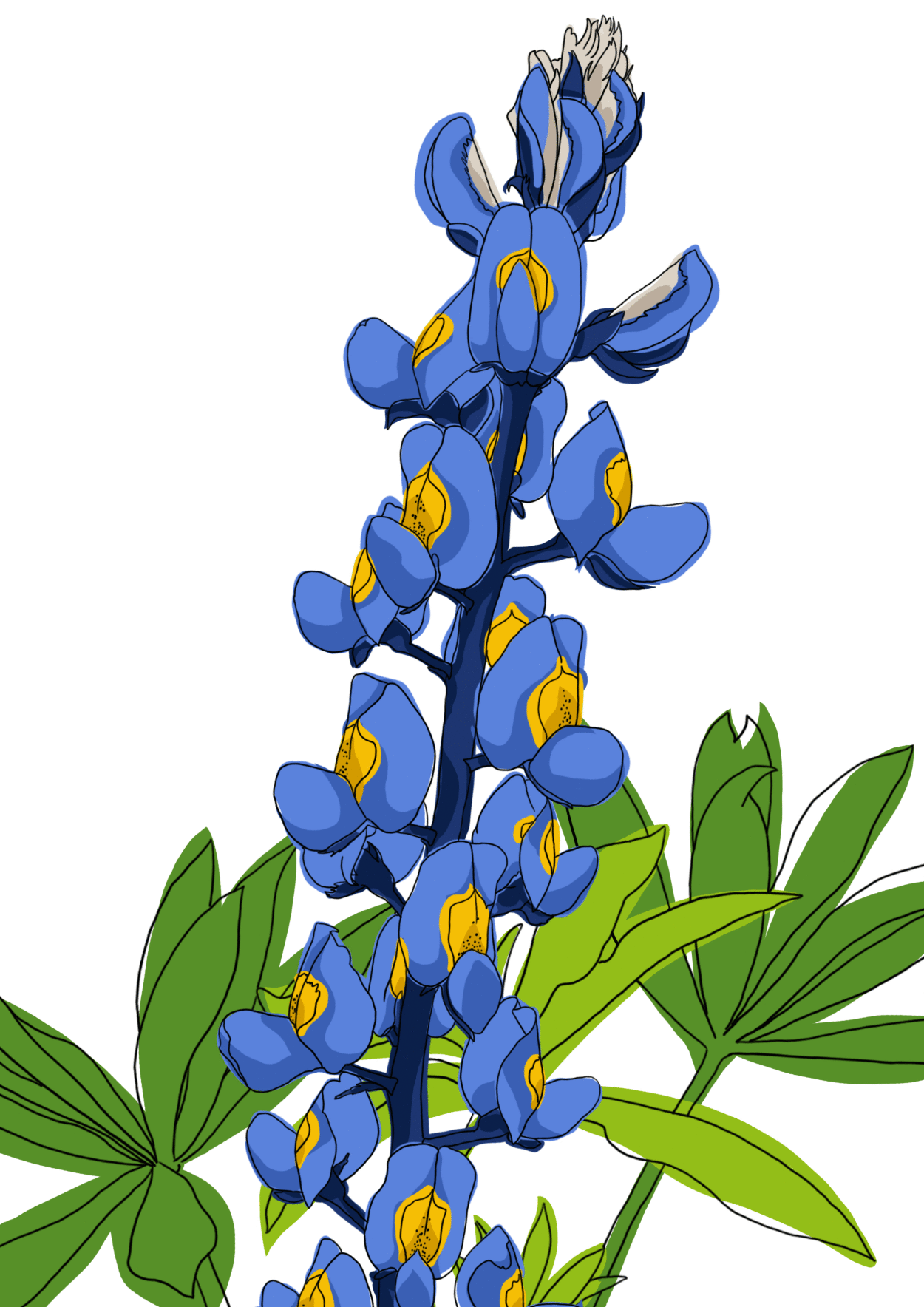 Bluebonnet - Claire Rollet illustrator