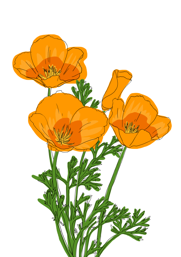 Claire Rollet illustrator