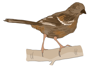 Claire Rollet illustrator