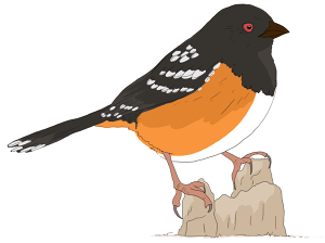 Claire Rollet illustrator