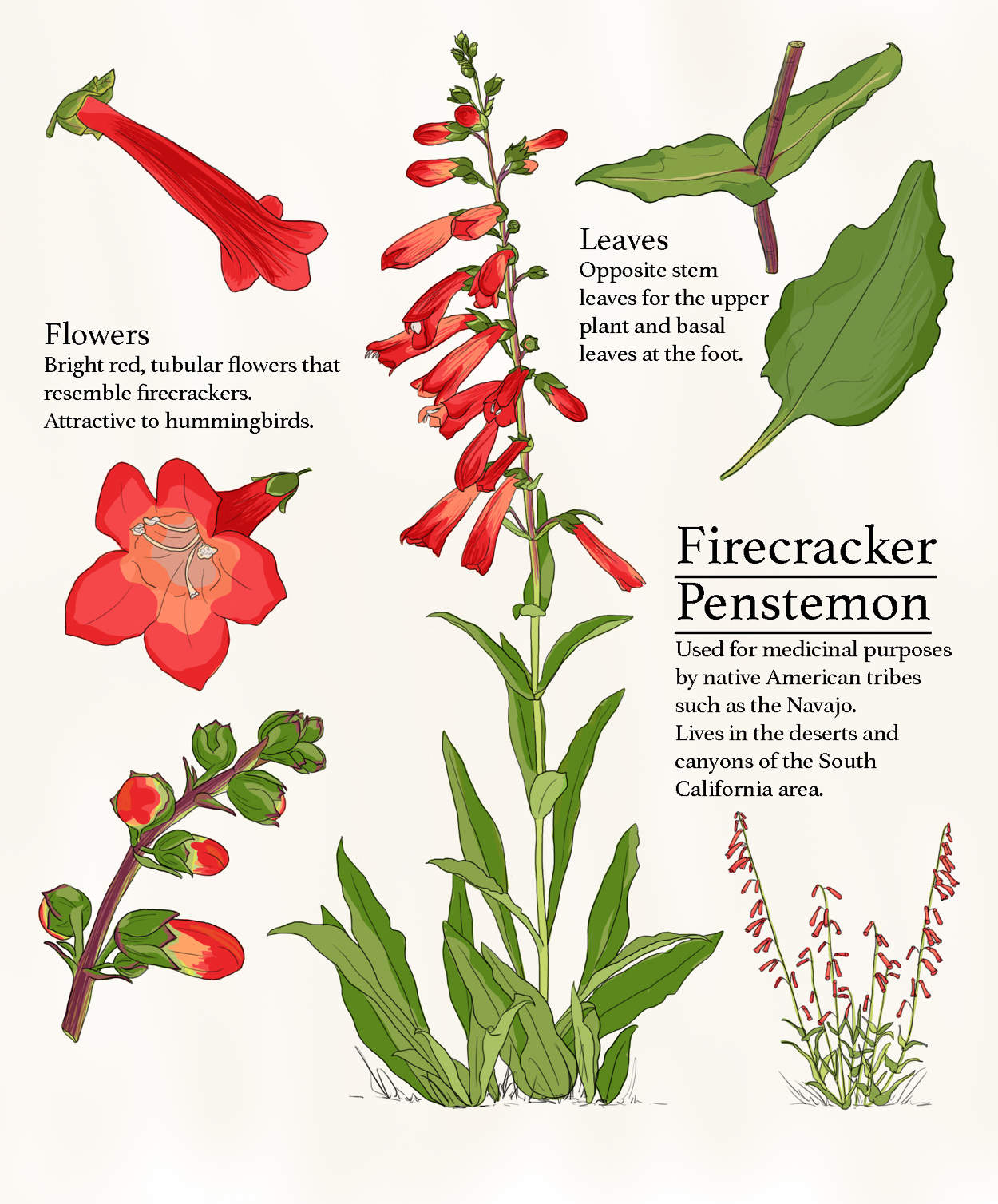 Firecracker Penstemon - Claire Rollet illustrator