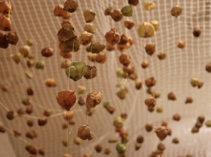 Balloon vine - Rieko Tsuji 辻 梨絵子