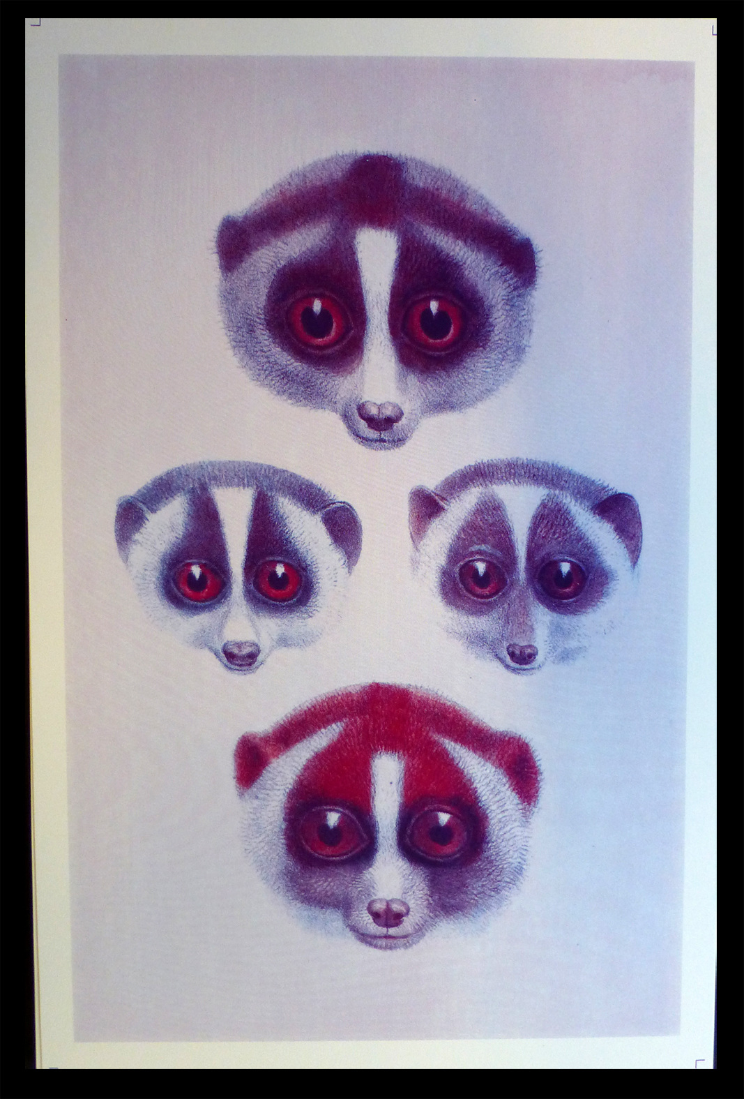 FACES OF LORISES - editions du parasite