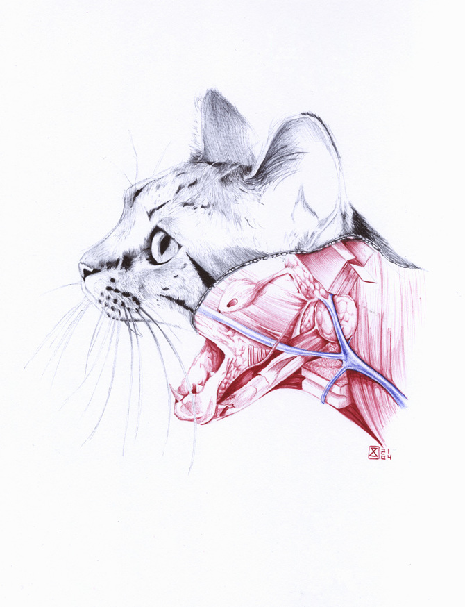 Anatomy of project - szanfrisco