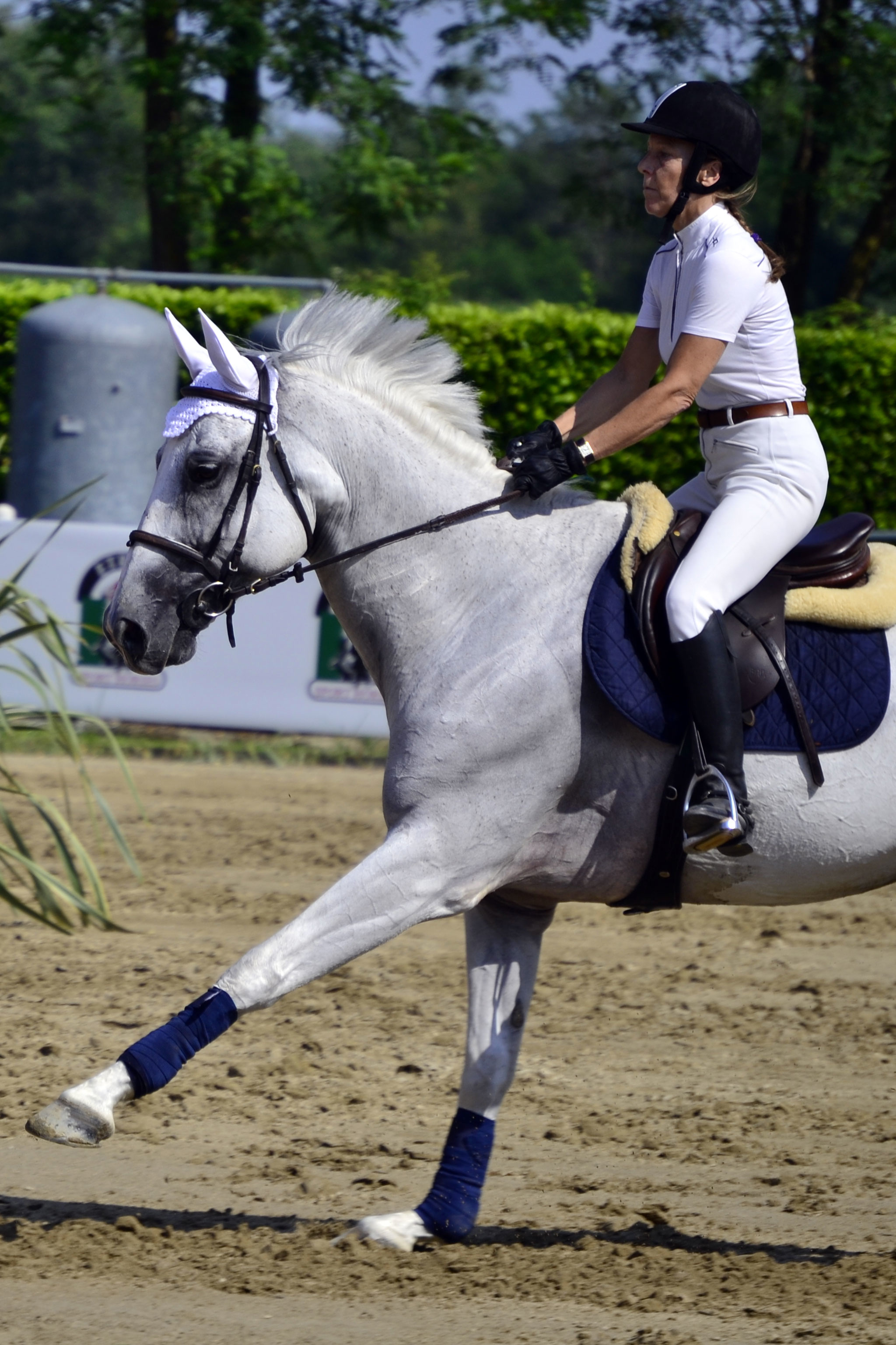 SJ - horse details