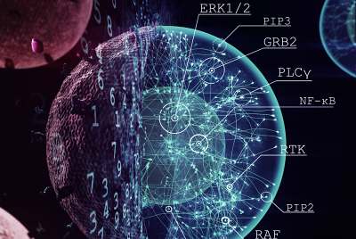 Cell Signaling Pathways - allandoyle