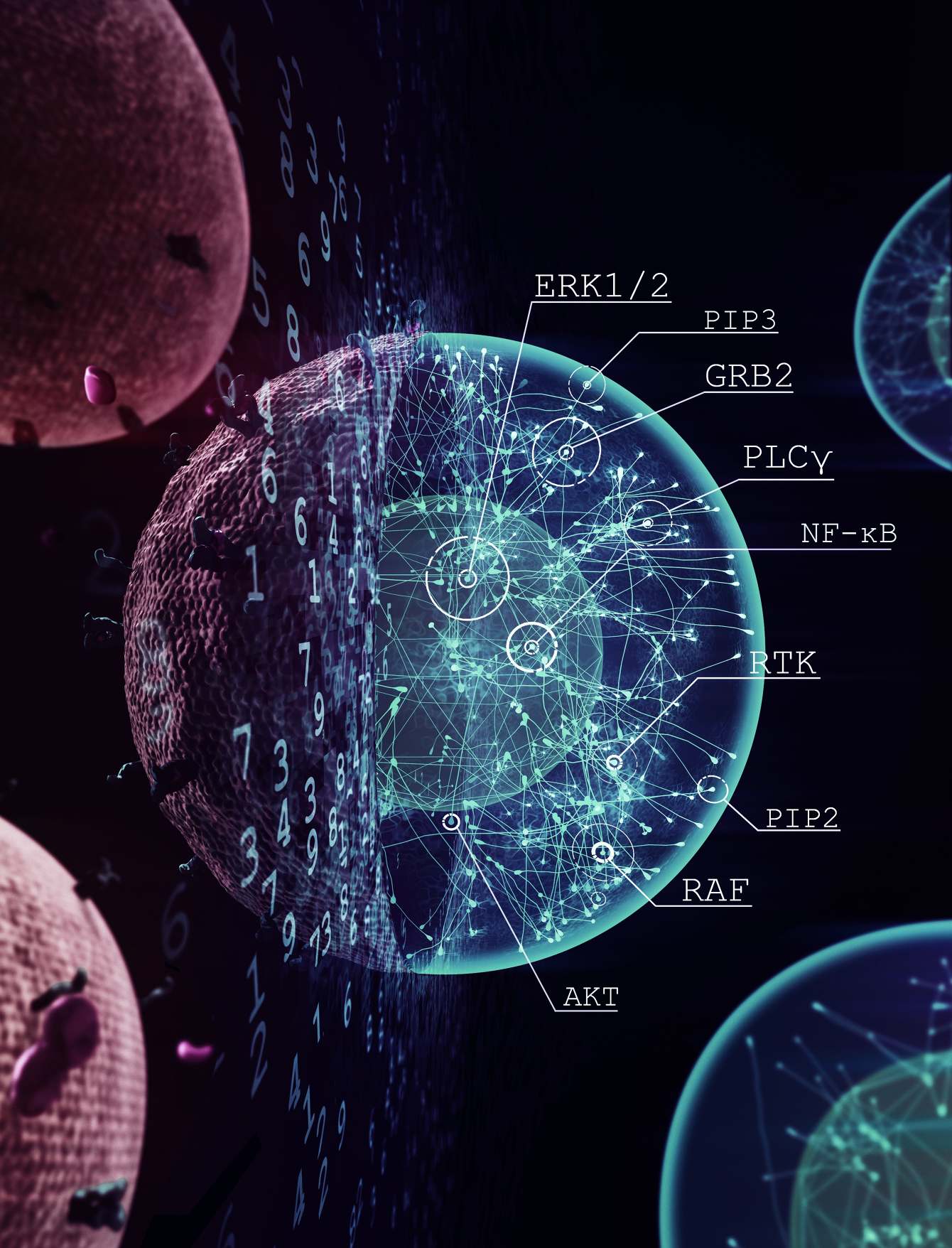 Cell Signaling Pathways - allandoyle