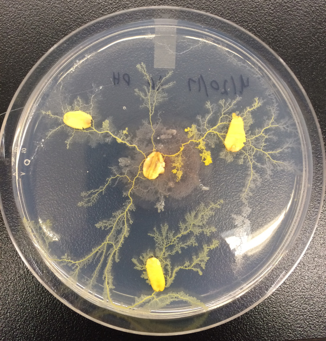 Slime Mold - allandoyle