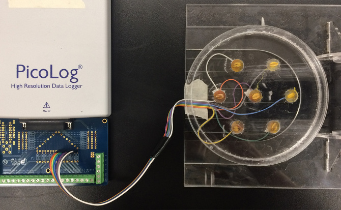 Slime Mold - allandoyle