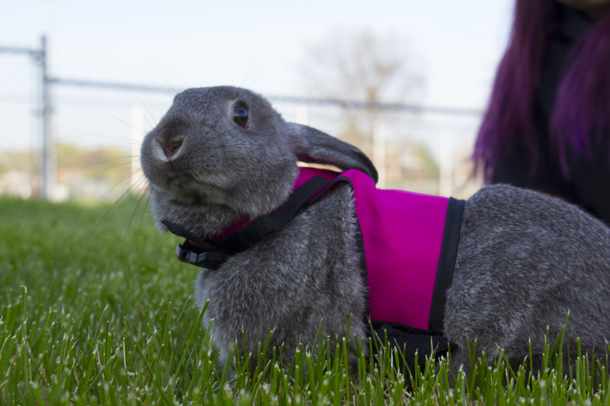 Domesticated - Franer