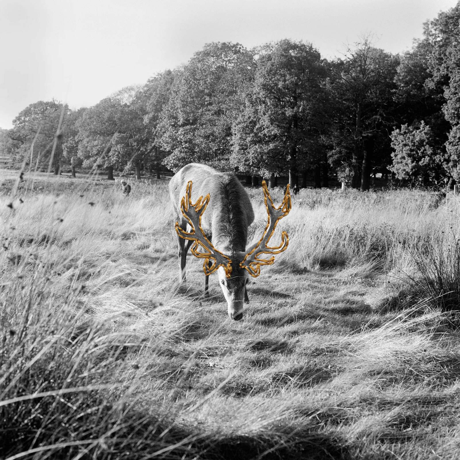 Harriet Foster-Thornton : Still-Hunting - losthenfound