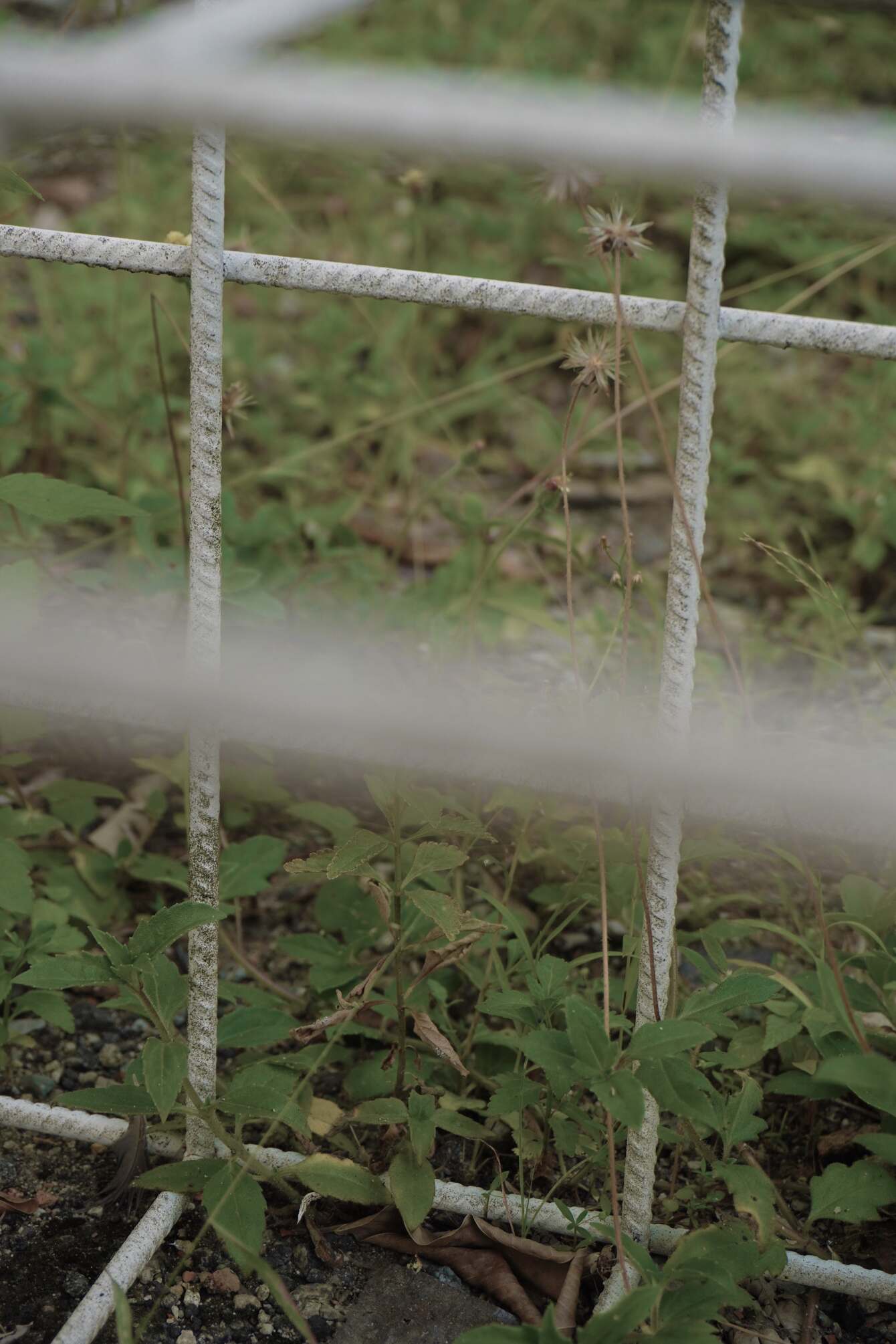 sacrificial protection - Si Xuan