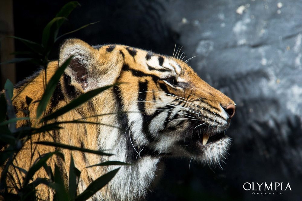 Wild - Olympia Graphics