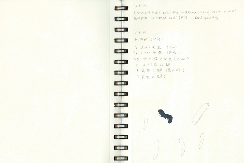Insect Diary - Natalie Meister