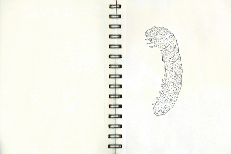 Insect Diary - Natalie Meister