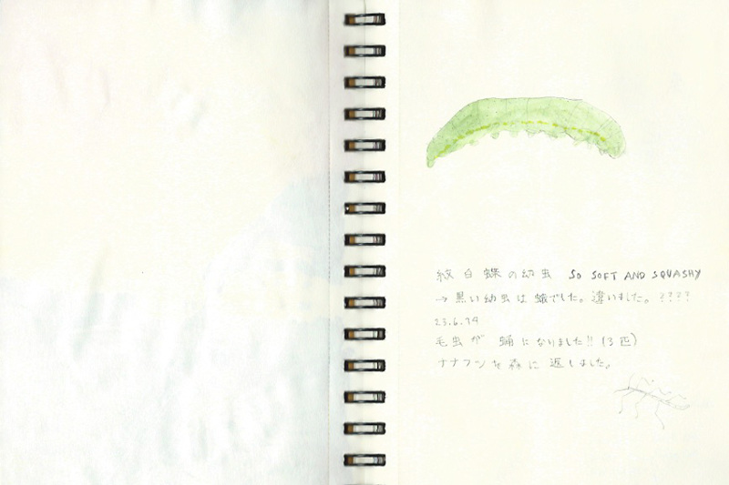 Insect Diary - Natalie Meister