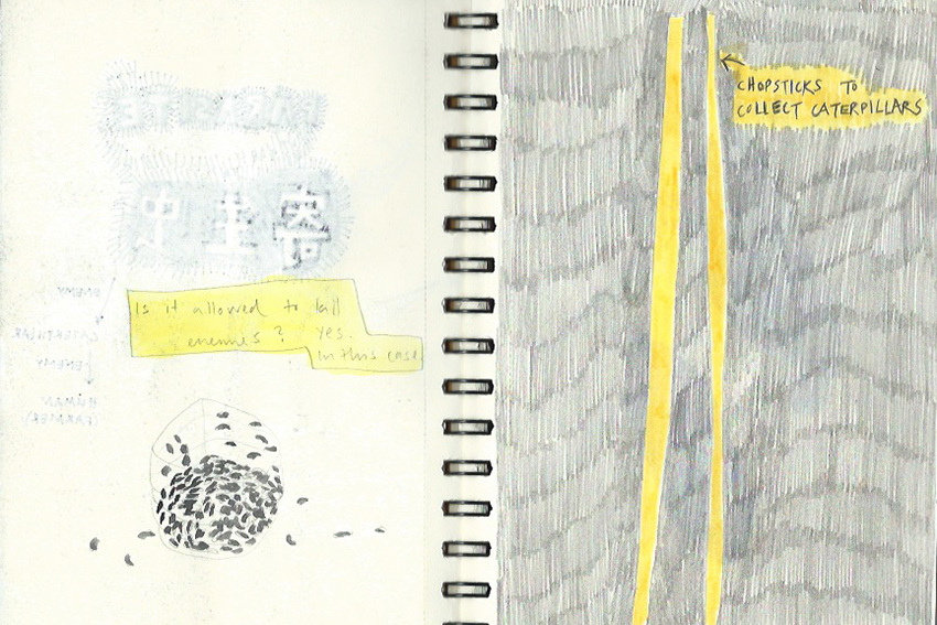 Insect Diary - Natalie Meister