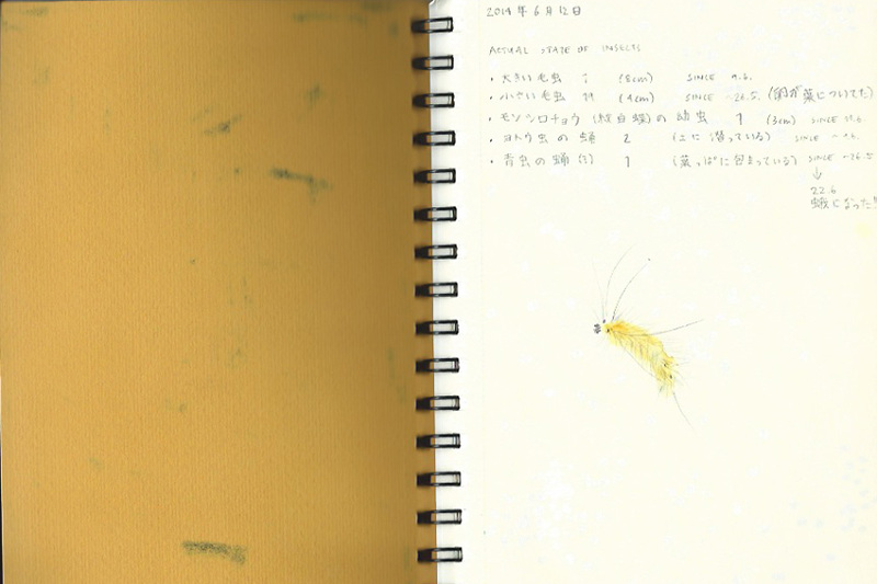 Insect Diary - Natalie Meister