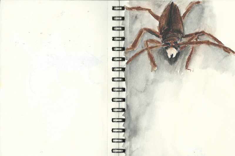 Insect Diary - Natalie Meister