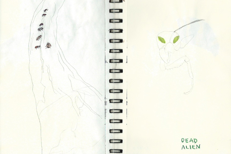 Insect Diary - Natalie Meister