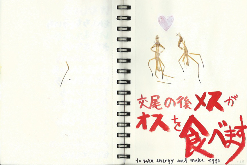 Insect Diary - Natalie Meister