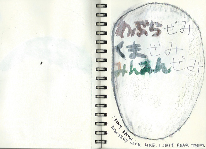 Insect Diary - Natalie Meister