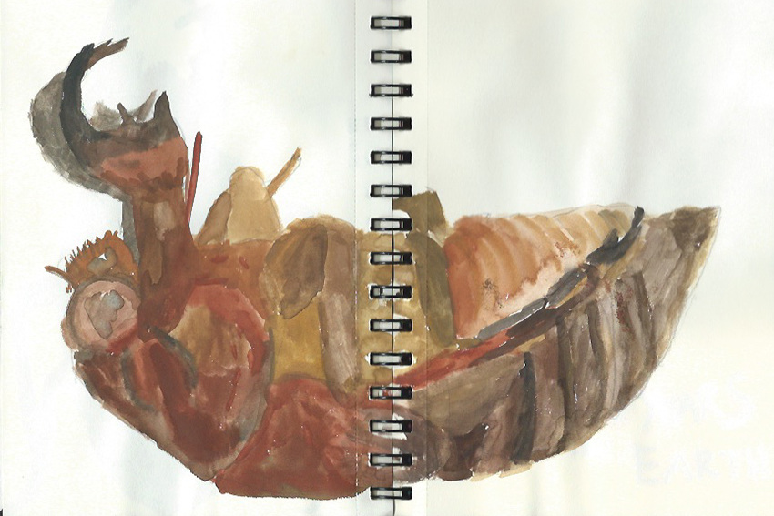 Insect Diary - Natalie Meister