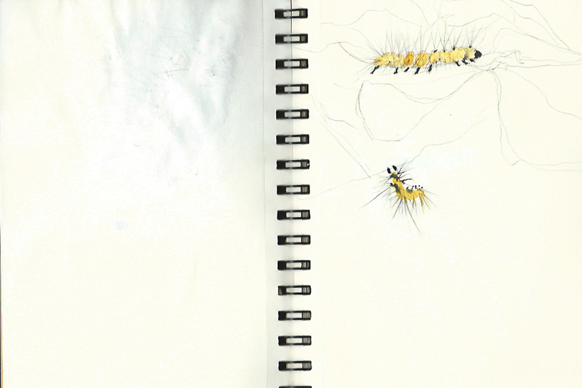 Insect Diary - Natalie Meister