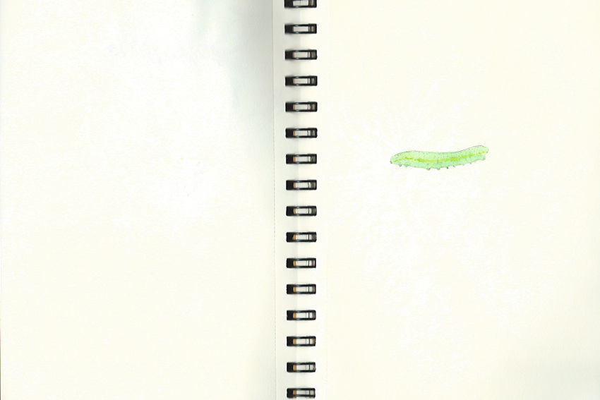 Insect Diary - Natalie Meister