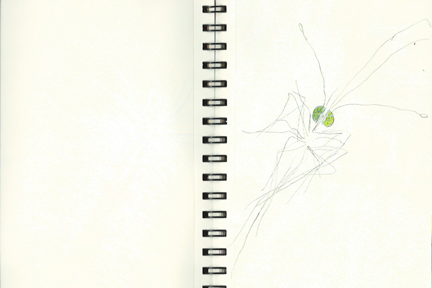 Insect Diary - Natalie Meister