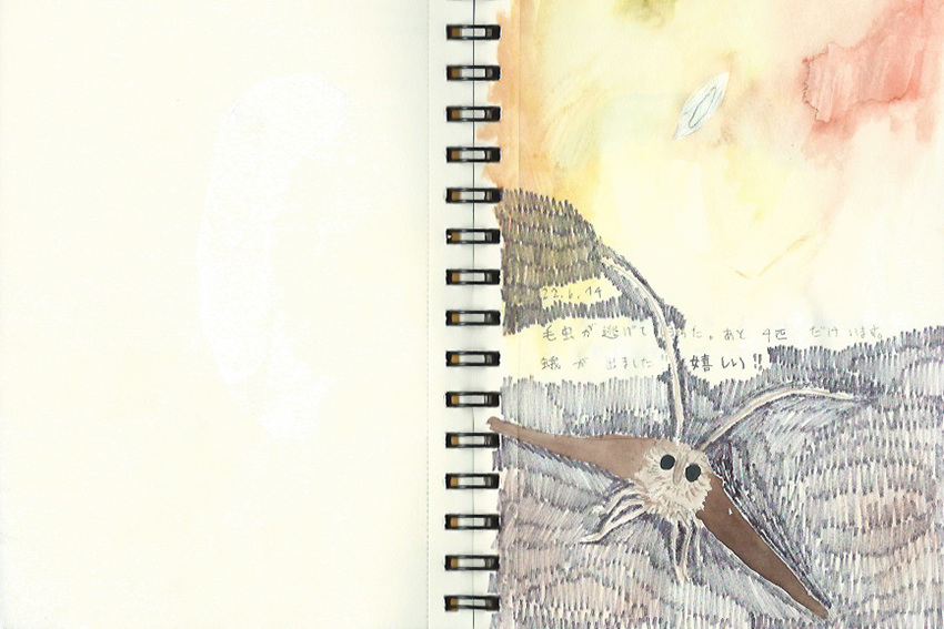 Insect Diary - Natalie Meister