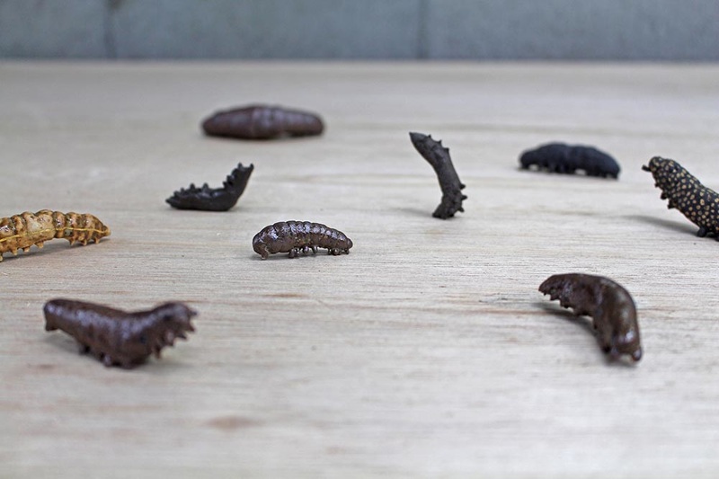 Caterpillars - Natalie Meister