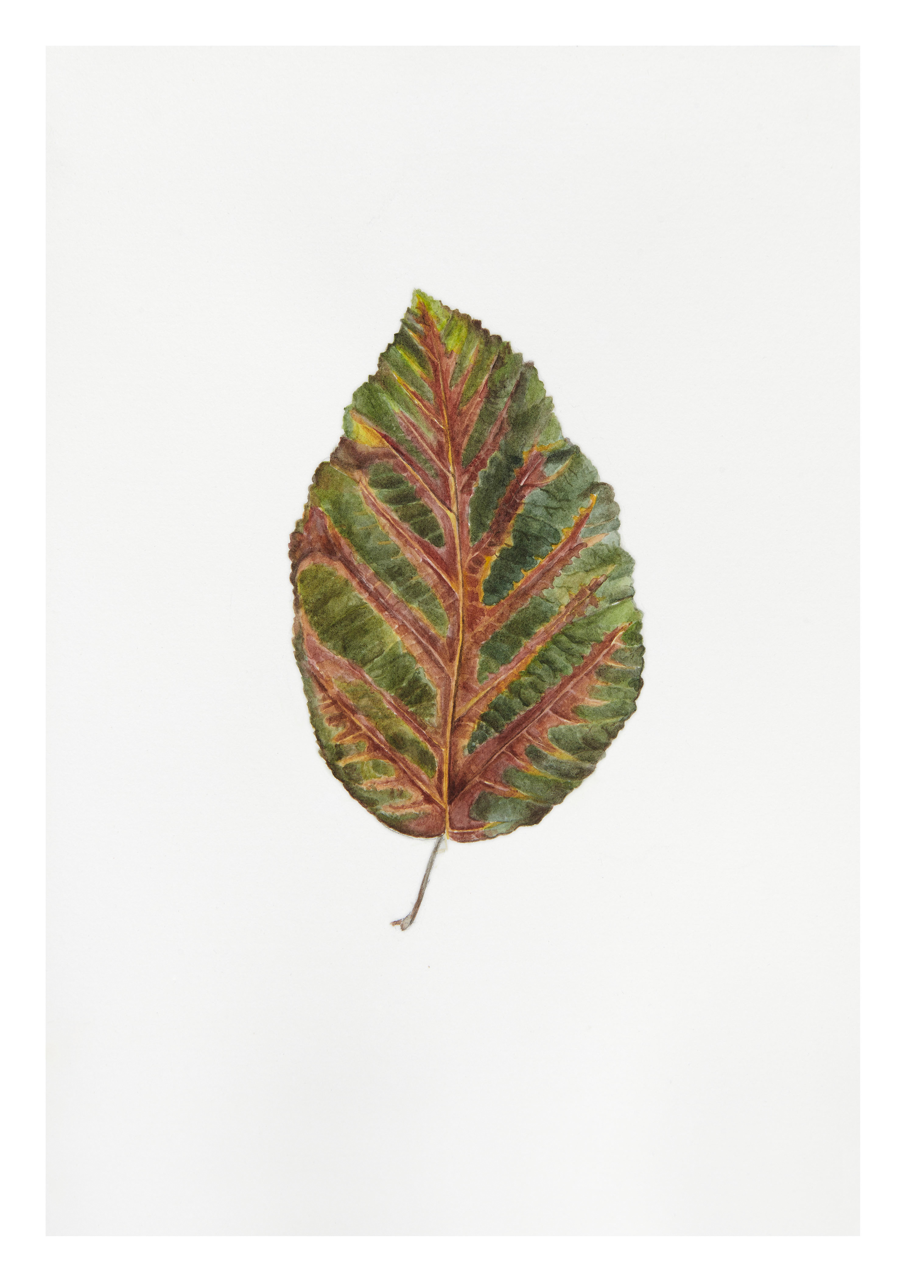 Leaf portraits - Alina Dolgin
