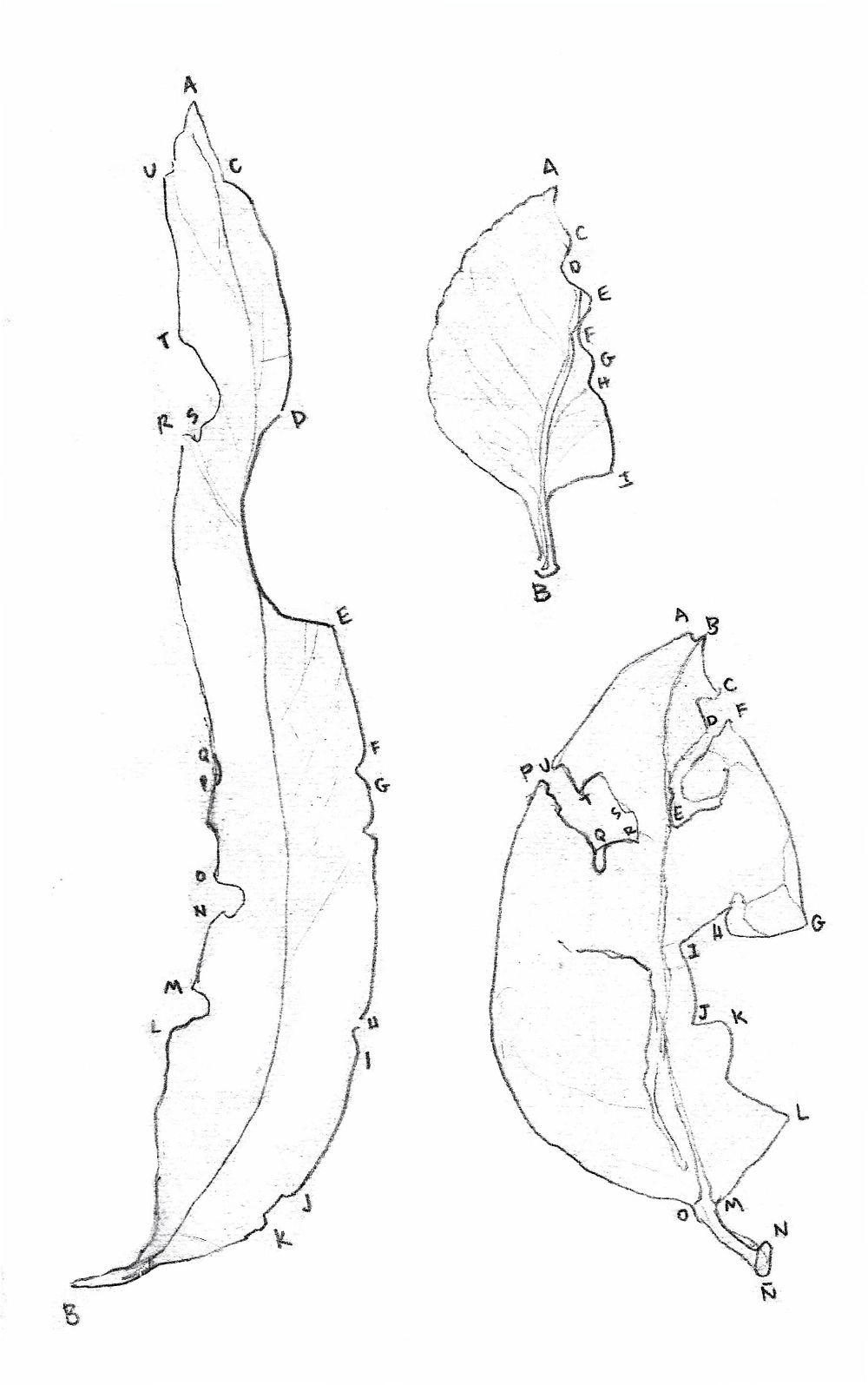 SKETCHES FOR A TESSELLATION OF THE EPHEMERAL - Marlitt Almodovar