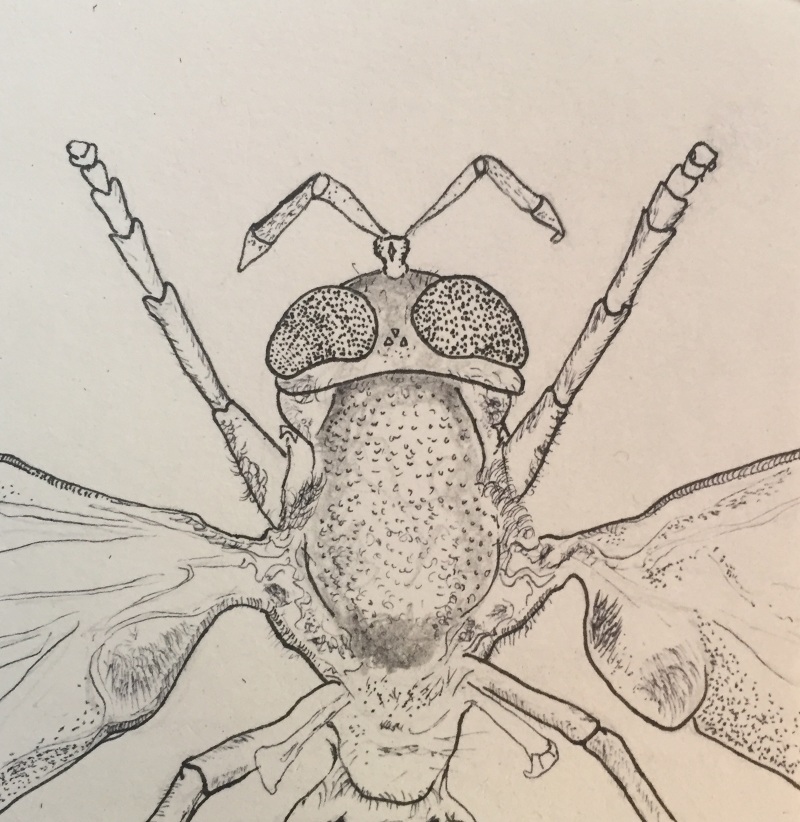 Life of a hover fly - BIO-THEATRE