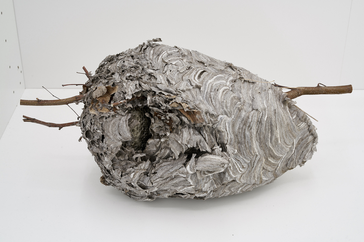 Becoming animal - Nicolás Lamas