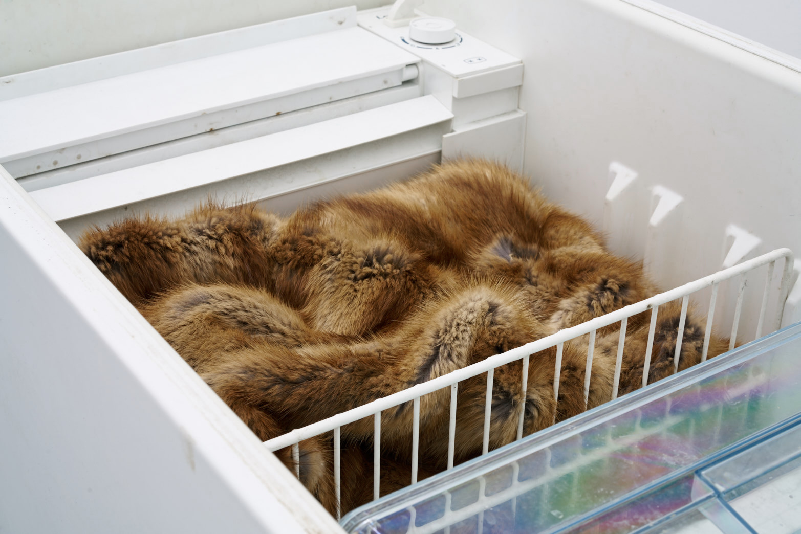 Becoming animal - Nicolás Lamas