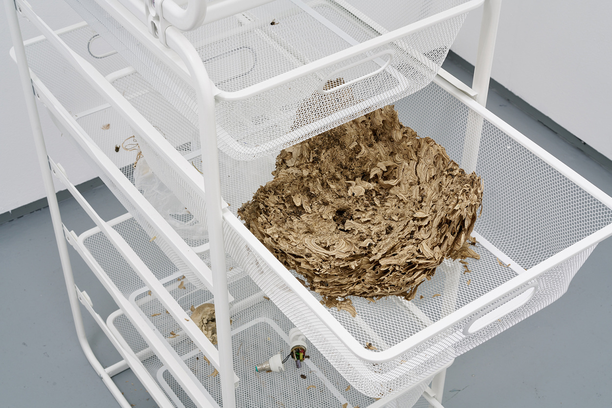 Becoming animal - Nicolás Lamas