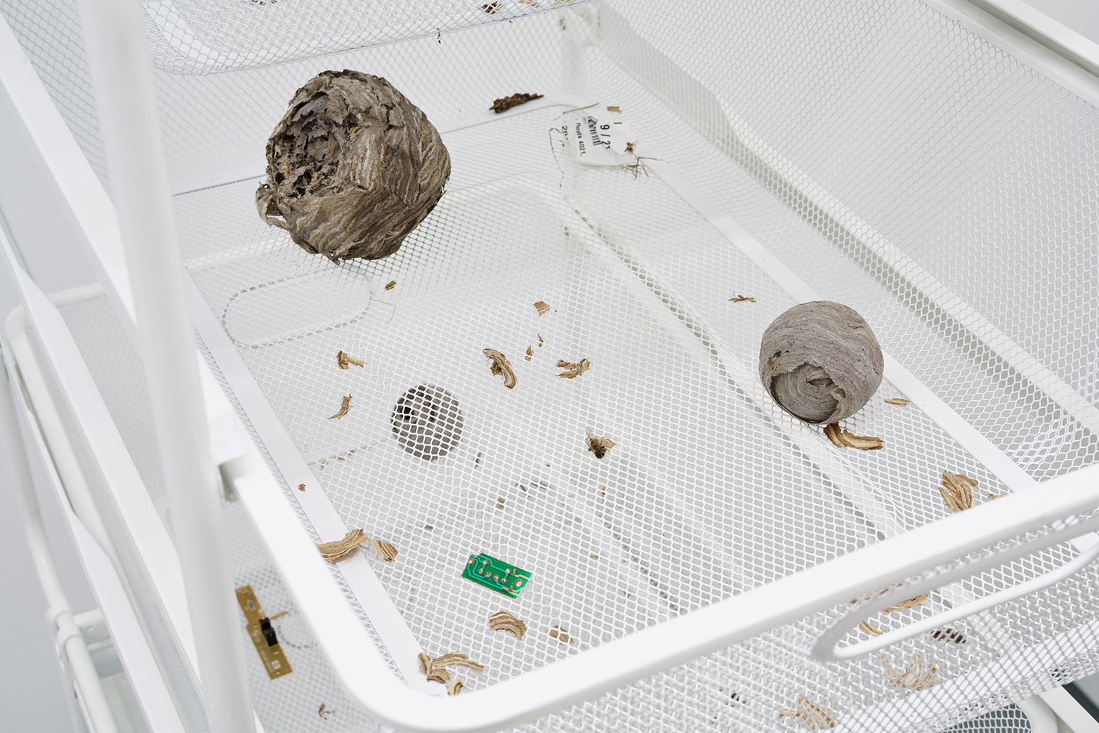 Becoming animal - Nicolás Lamas